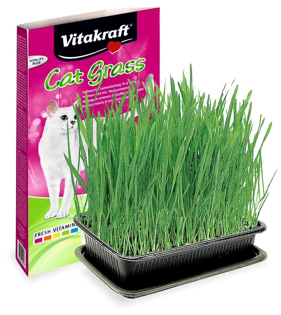 Cat Grass | Hay & Grasses | The Hay Experts
