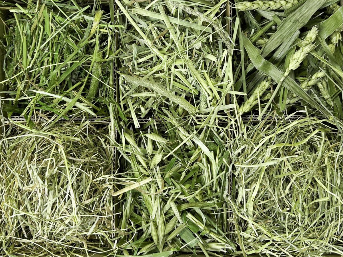 Hay Taster Box | Hays & Grasses | The Hay Experts